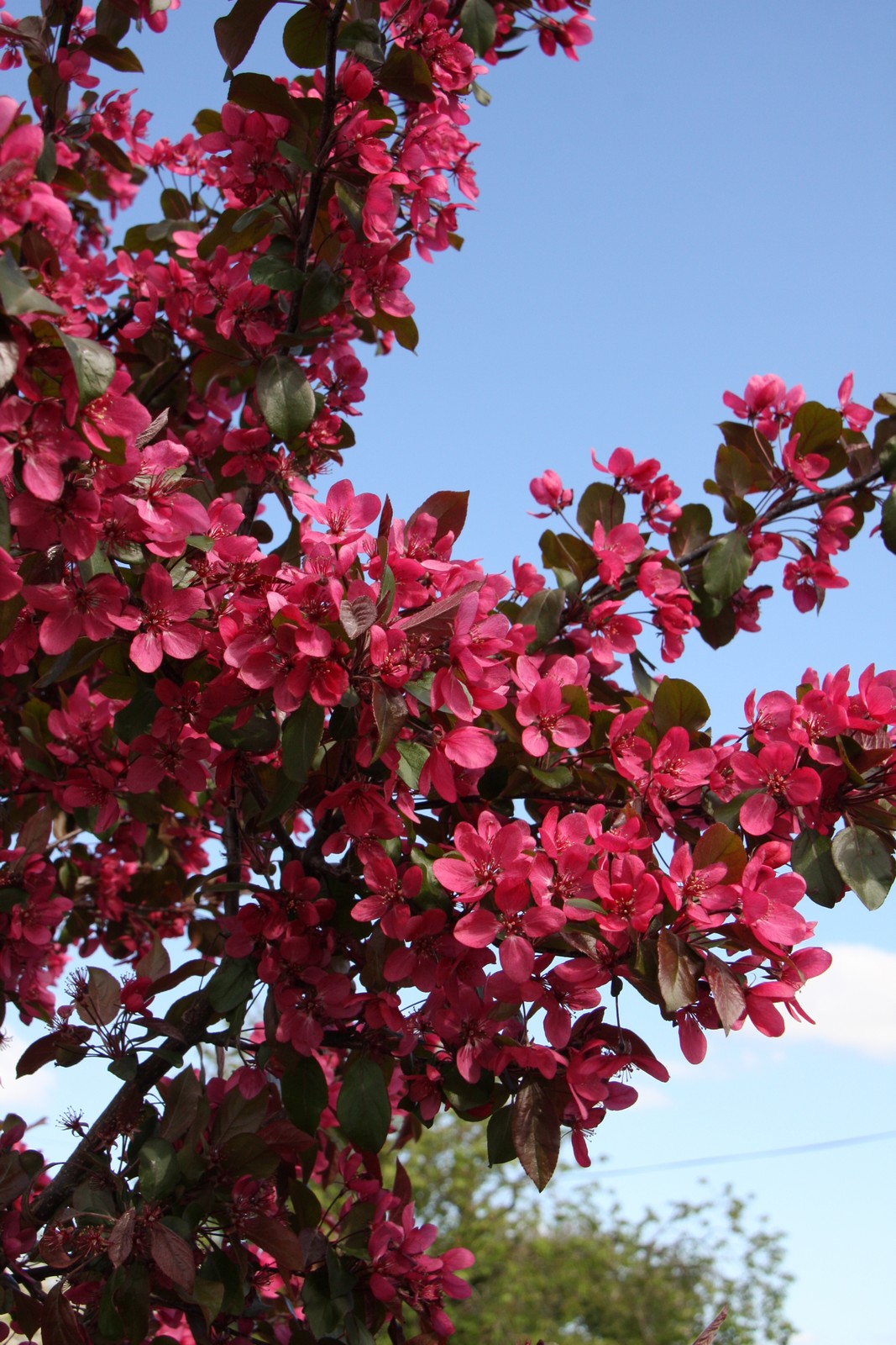 Malus 'Scarlett'® | Frank P Matthews