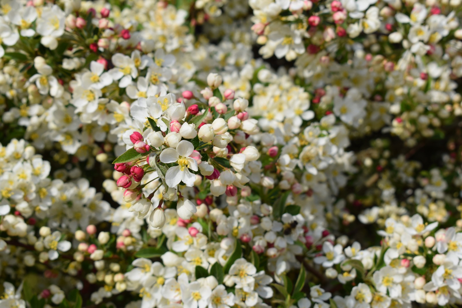 Malus toringo subsp. sargentii 'Tina' | Frank P Matthews