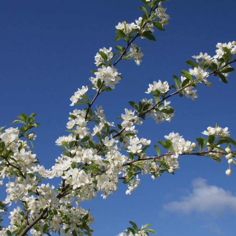 Malus x robusta 'Red Sentinel' | Frank P Matthews