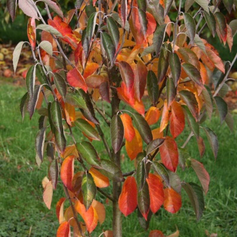 Malus 'Indian Magic' | Frank P Matthews