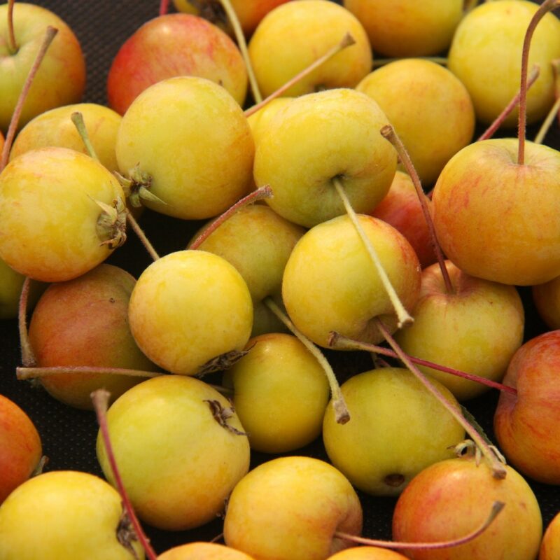 Malus 'Aros'® | Frank P Matthews