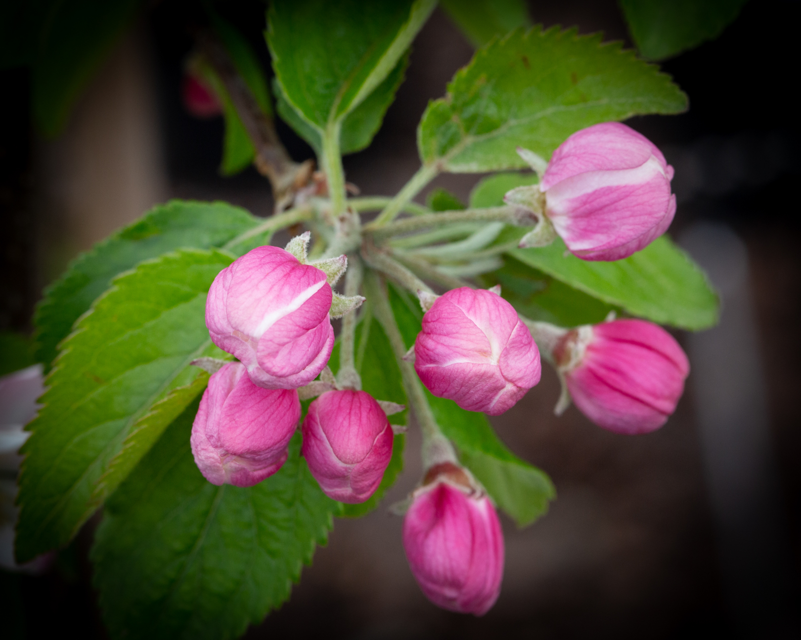 Malus x robusta 'Red Sentinel' | Frank P Matthews