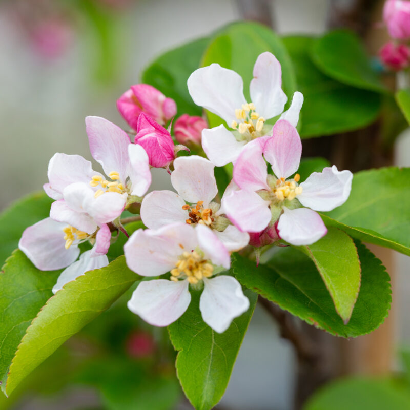 Malus 'Evereste' | Frank P Matthews