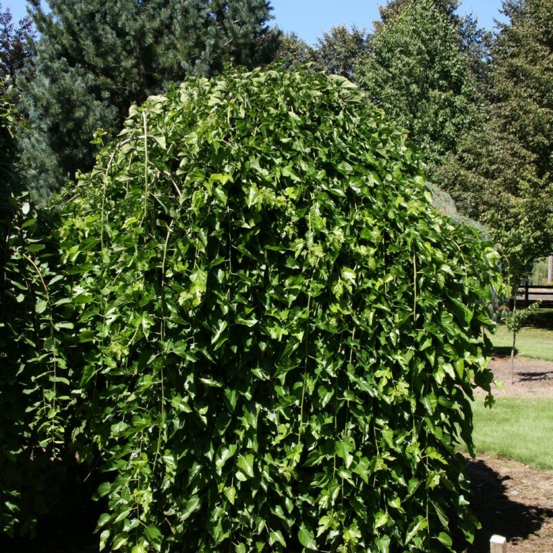 Morus alba 'Chaparral' Weeping | Frank P Matthews