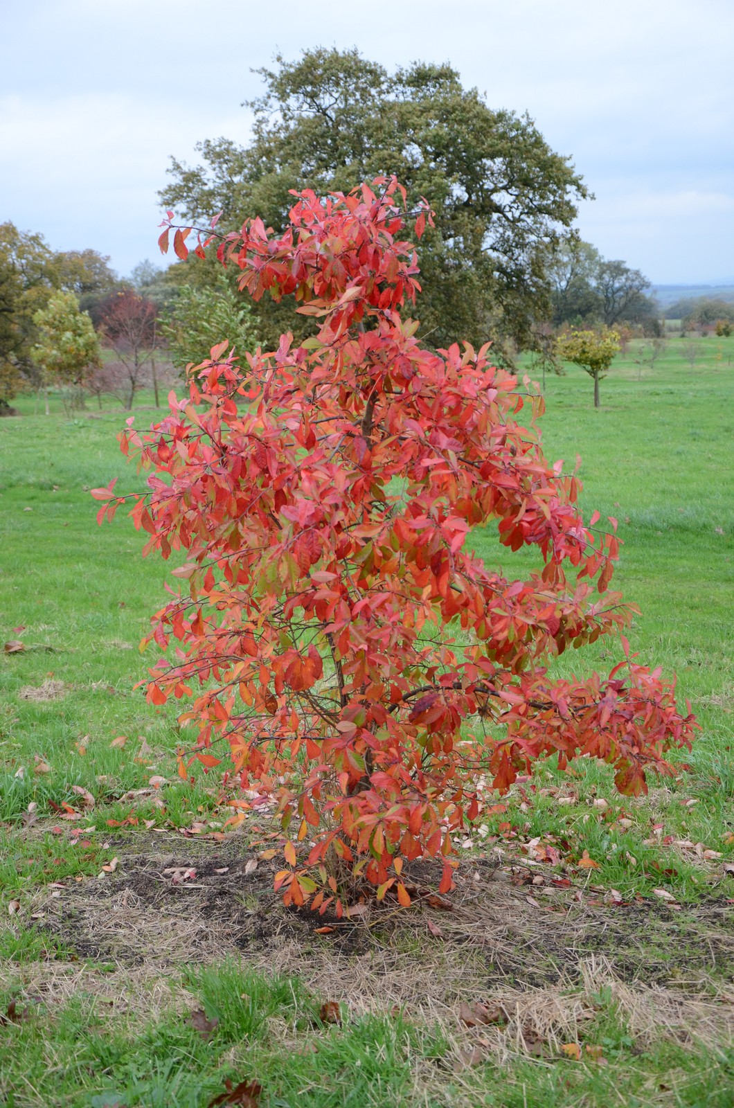Nyssa sylvatica | Frank P Matthews