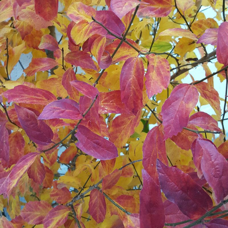 Parrotia persica 'Bella' | Frank P Matthews