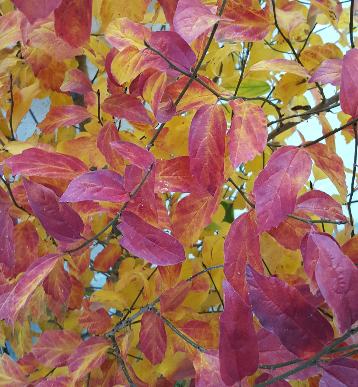 Parrotia persica 'Persian Spire' | Frank P Matthews