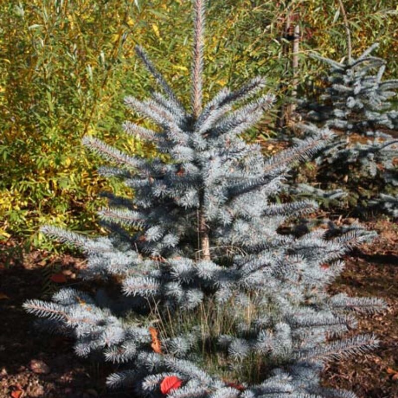 Picea pungens 'Erich Frahm' | Frank P Matthews