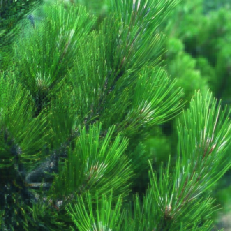 Pinus sylvestris 'Chantry Blue' | Frank P Matthews