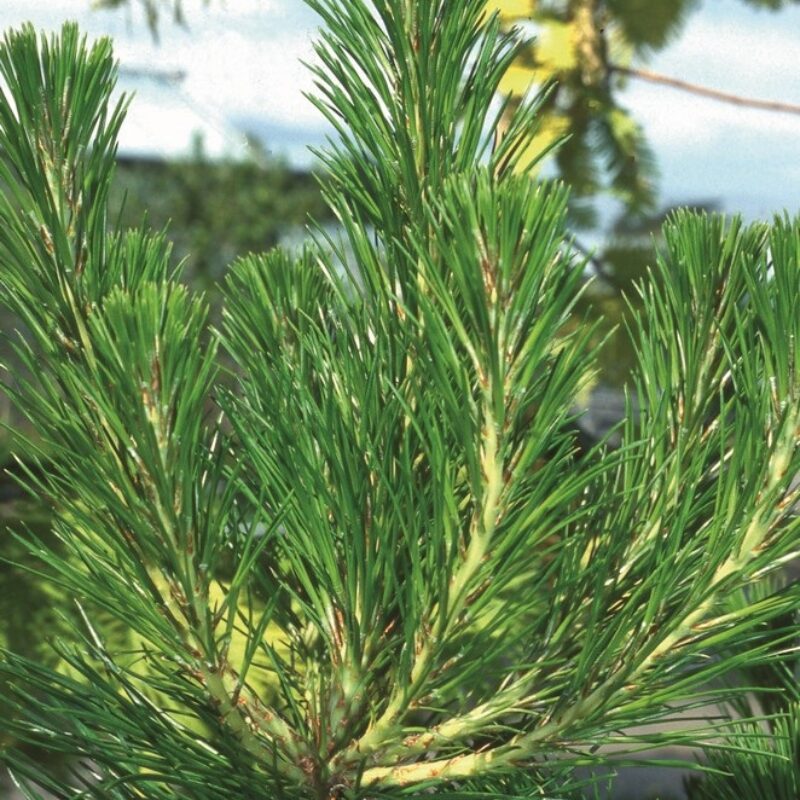 Pinus sylvestris 'Chantry Blue' | Frank P Matthews