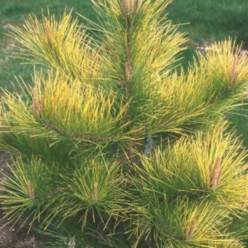 Pinus sylvestris 'Aurea' | Frank P Matthews