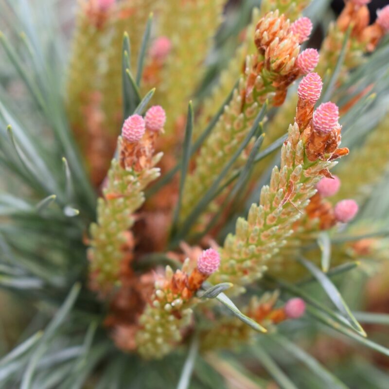 Pinus sylvestris 'Chantry Blue' | Frank P Matthews