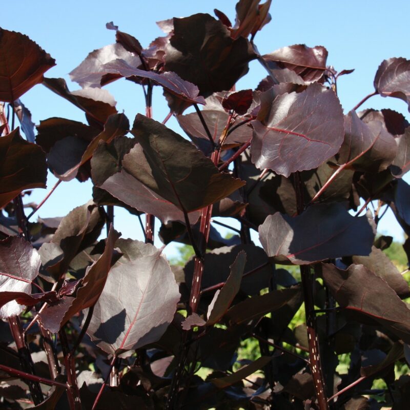 Populus deltoides 'Purple Tower' | Frank P Matthews