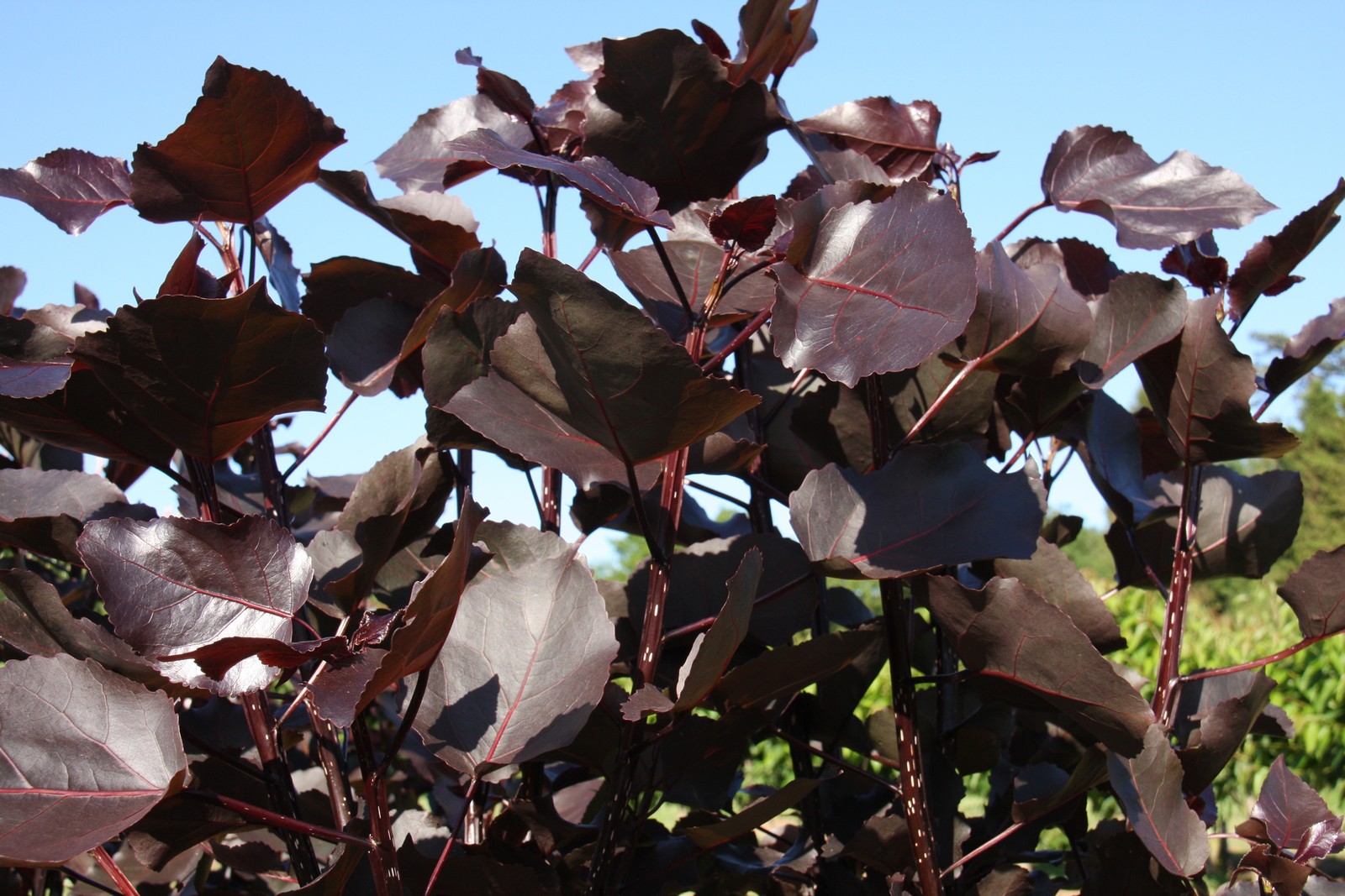 Populus deltoides 'Purple Tower' | Frank P Matthews