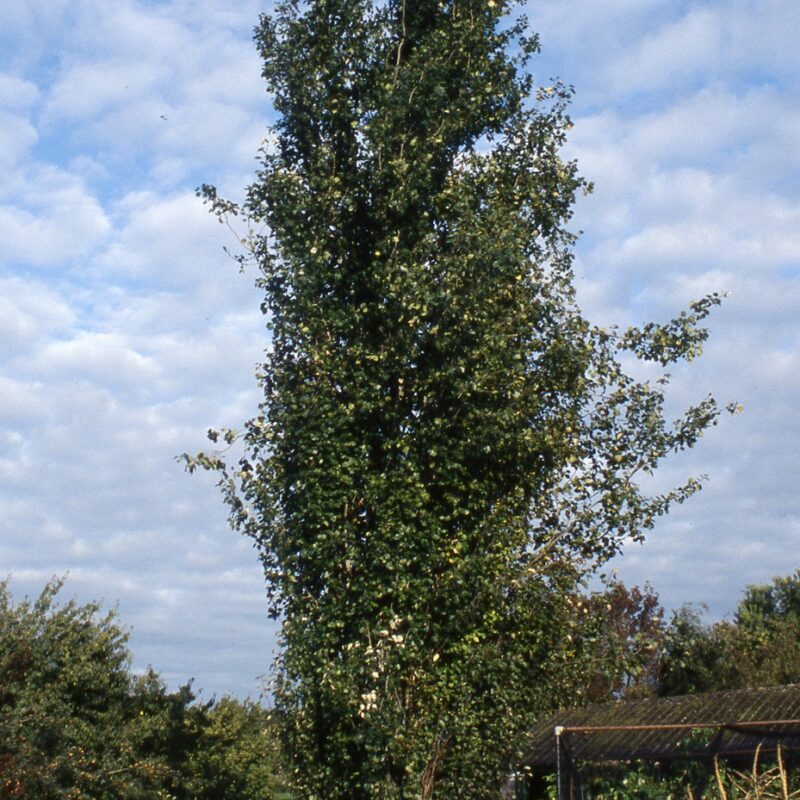 Populus deltoides 'Purple Tower' | Frank P Matthews