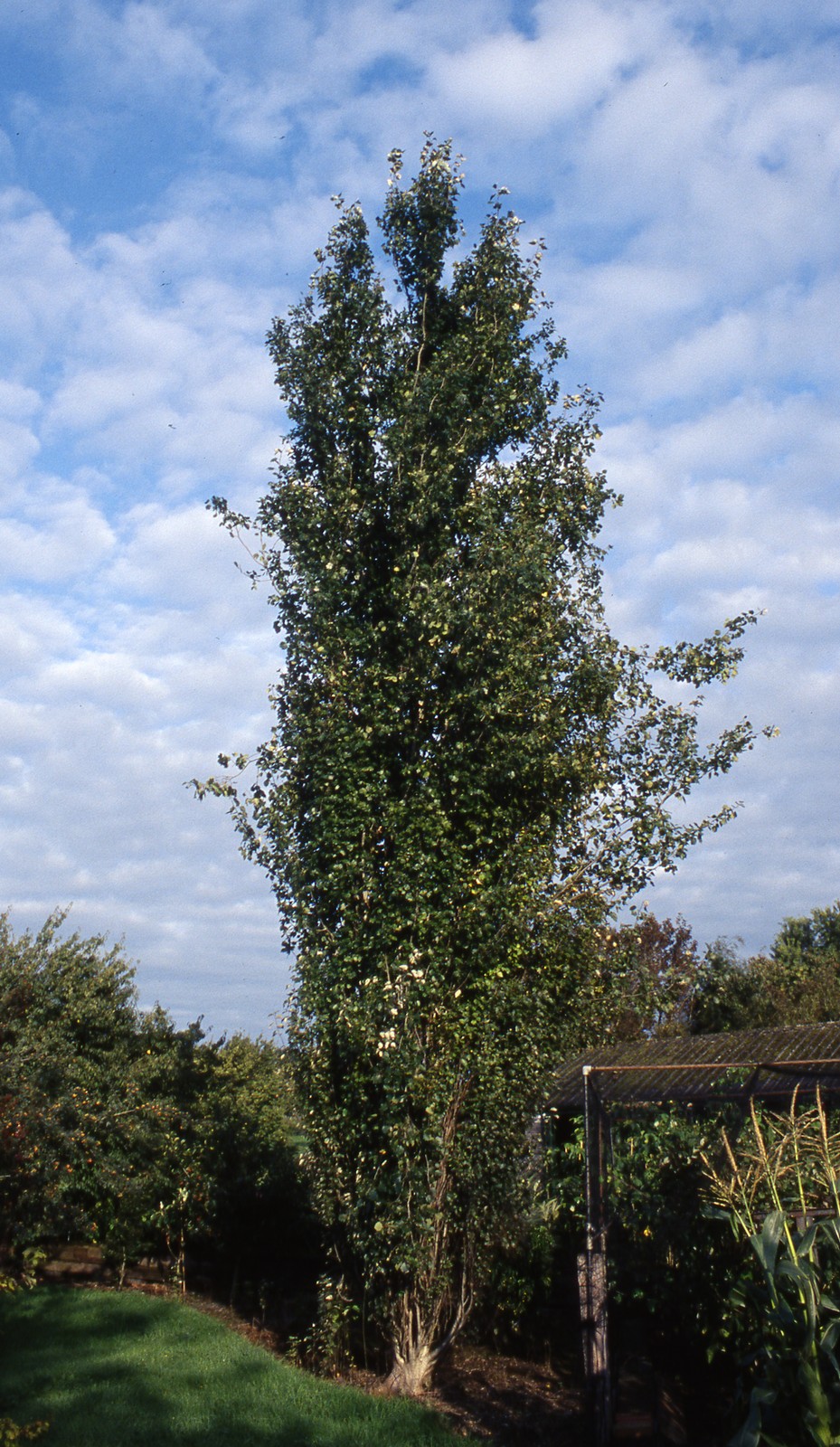 Populus tremula 'Erecta' | Frank P Matthews