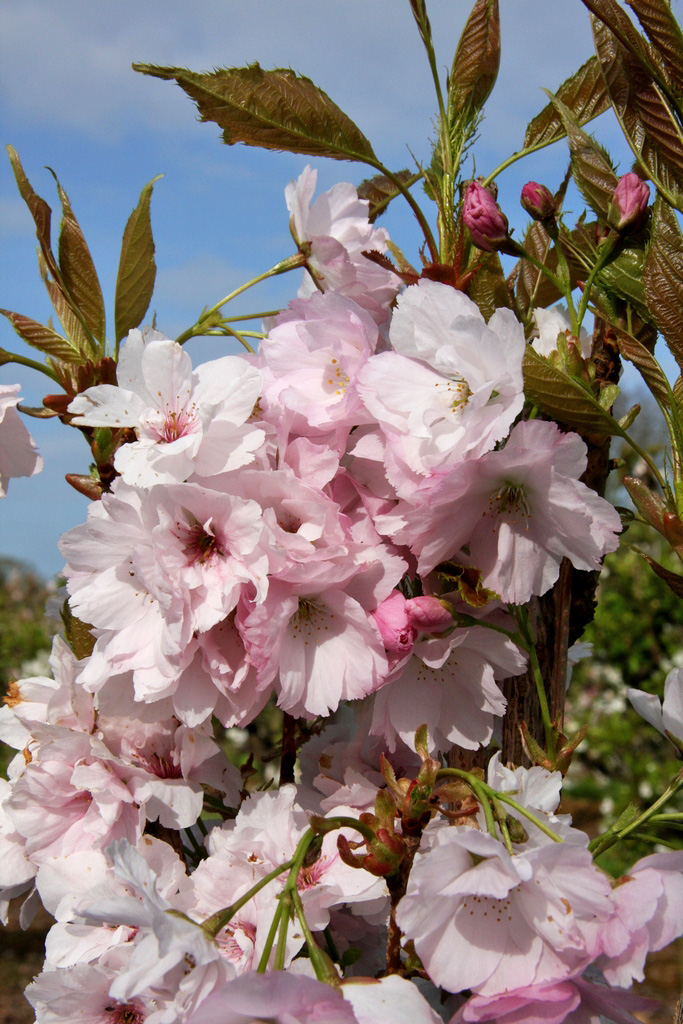Prunus 'Amanogawa' | Frank P Matthews