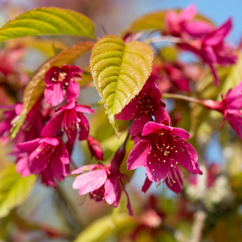 Prunus 'Gyoiko' | Frank P Matthews