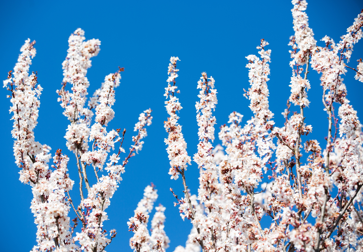 Prunus cerasifera 'Crimson Pointe'® | Frank P Matthews
