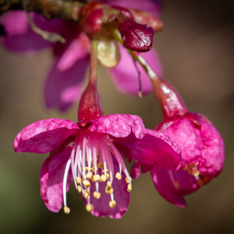Prunus 'Spring Snow' | Frank P Matthews