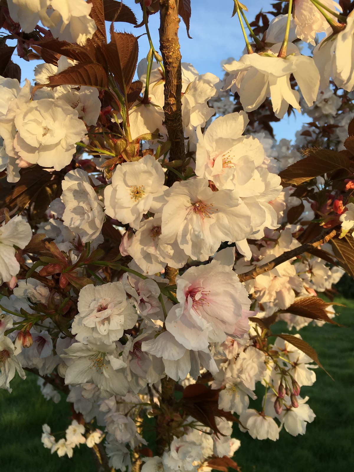 Prunus 'Fragrant Cloud' | Frank P Matthews