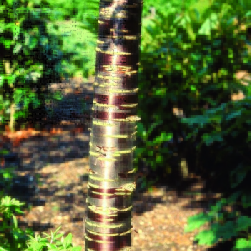 Prunus 'Asano' | Frank P Matthews