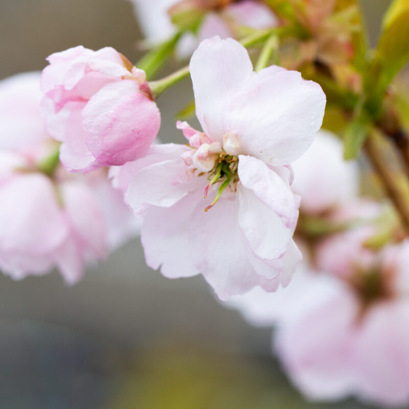 Prunus 'Spire' | Frank P Matthews