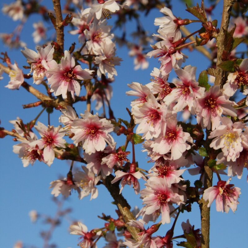 Prunus 'Royal Flame'® (Mieke) | Frank P Matthews