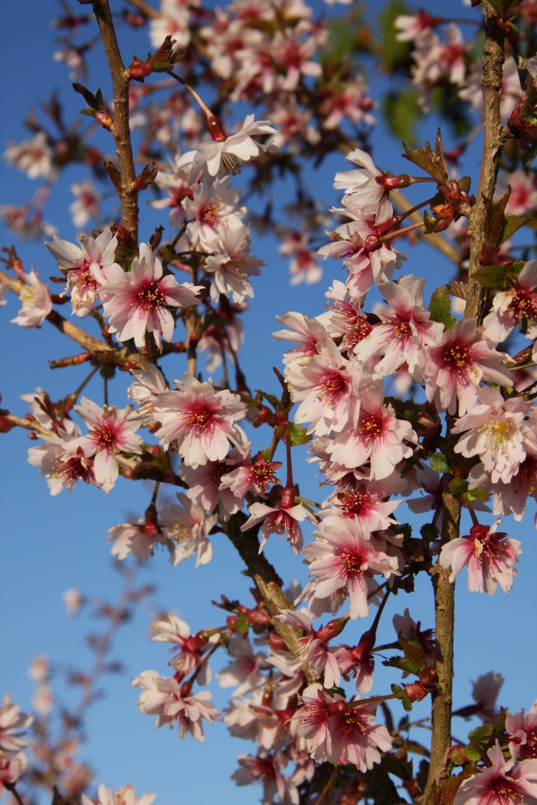 Prunus incisa 'Mikinori' | Frank P Matthews