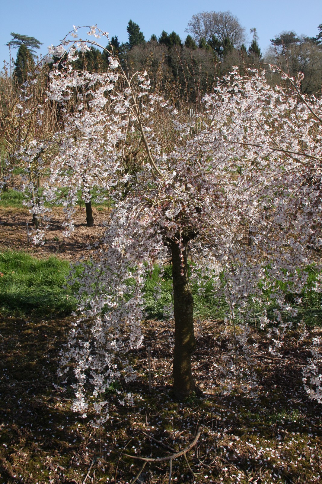 Prunus incisa 'Pendula' | Frank P Matthews