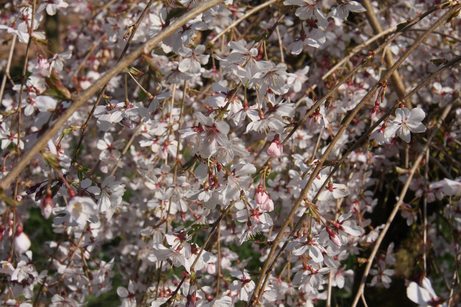 Prunus incisa 'Pendula' | Frank P Matthews