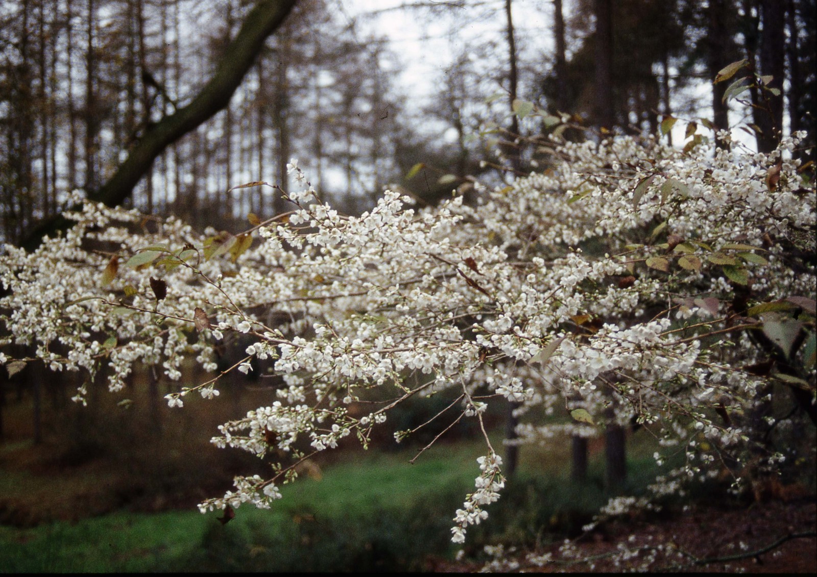 Prunus incisa 'Praecox' | Frank P Matthews