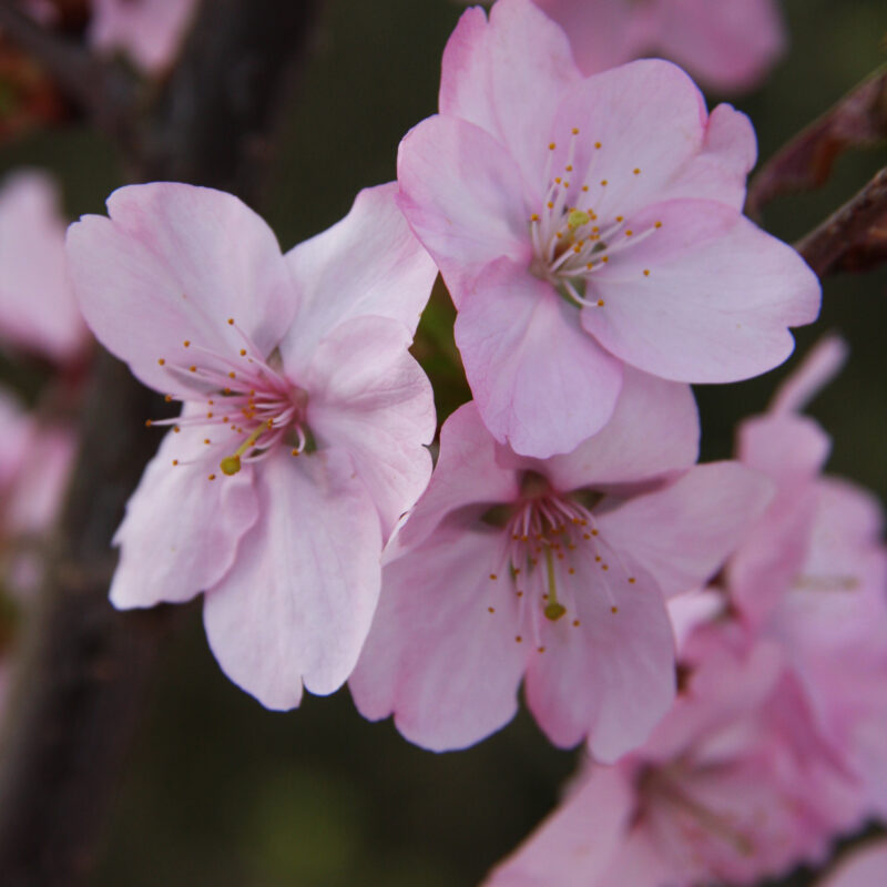 Prunus x persicoides 'Spring Glow' | Frank P Matthews