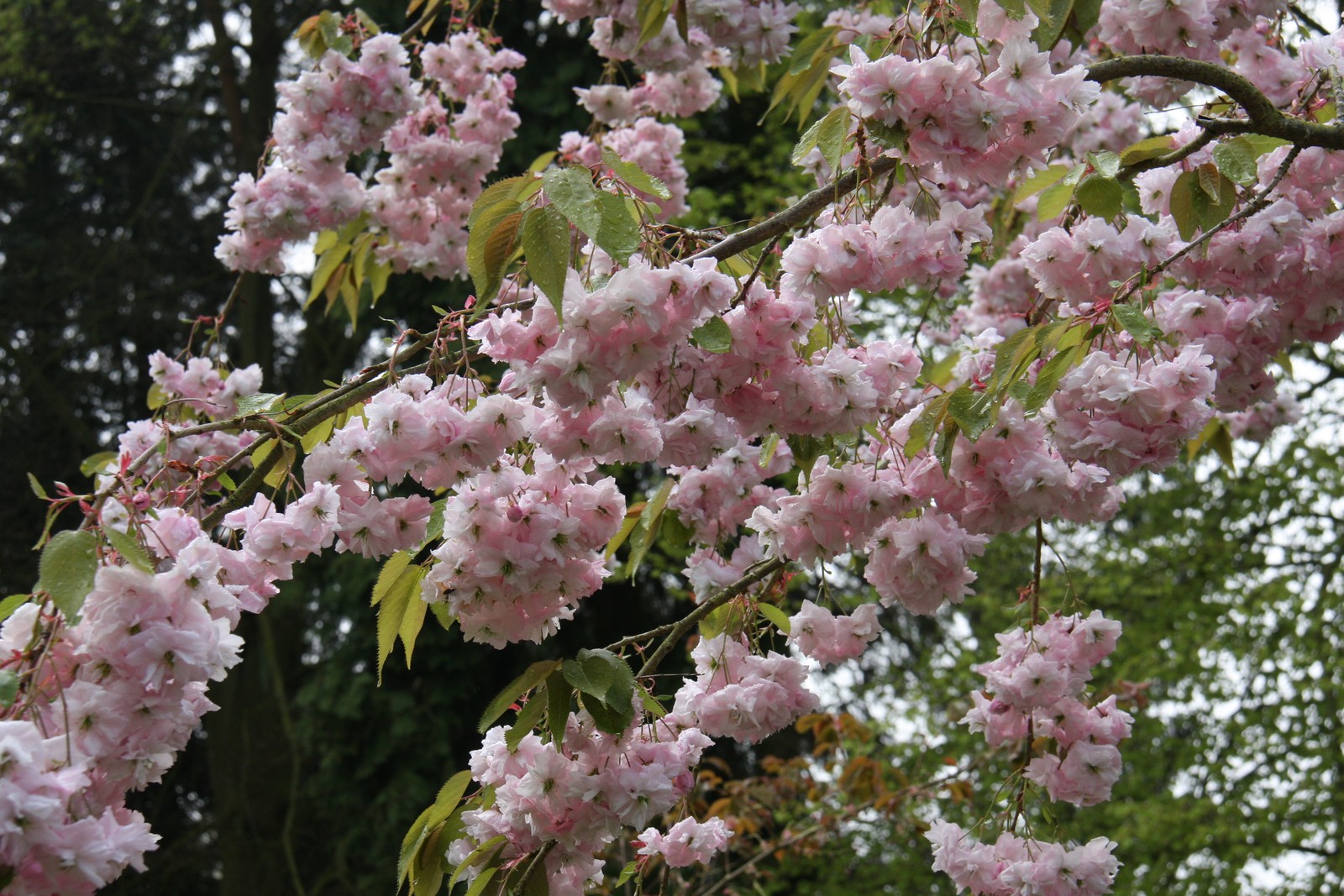 Prunus 'Kiku-shidare-zakura' | Frank P Matthews
