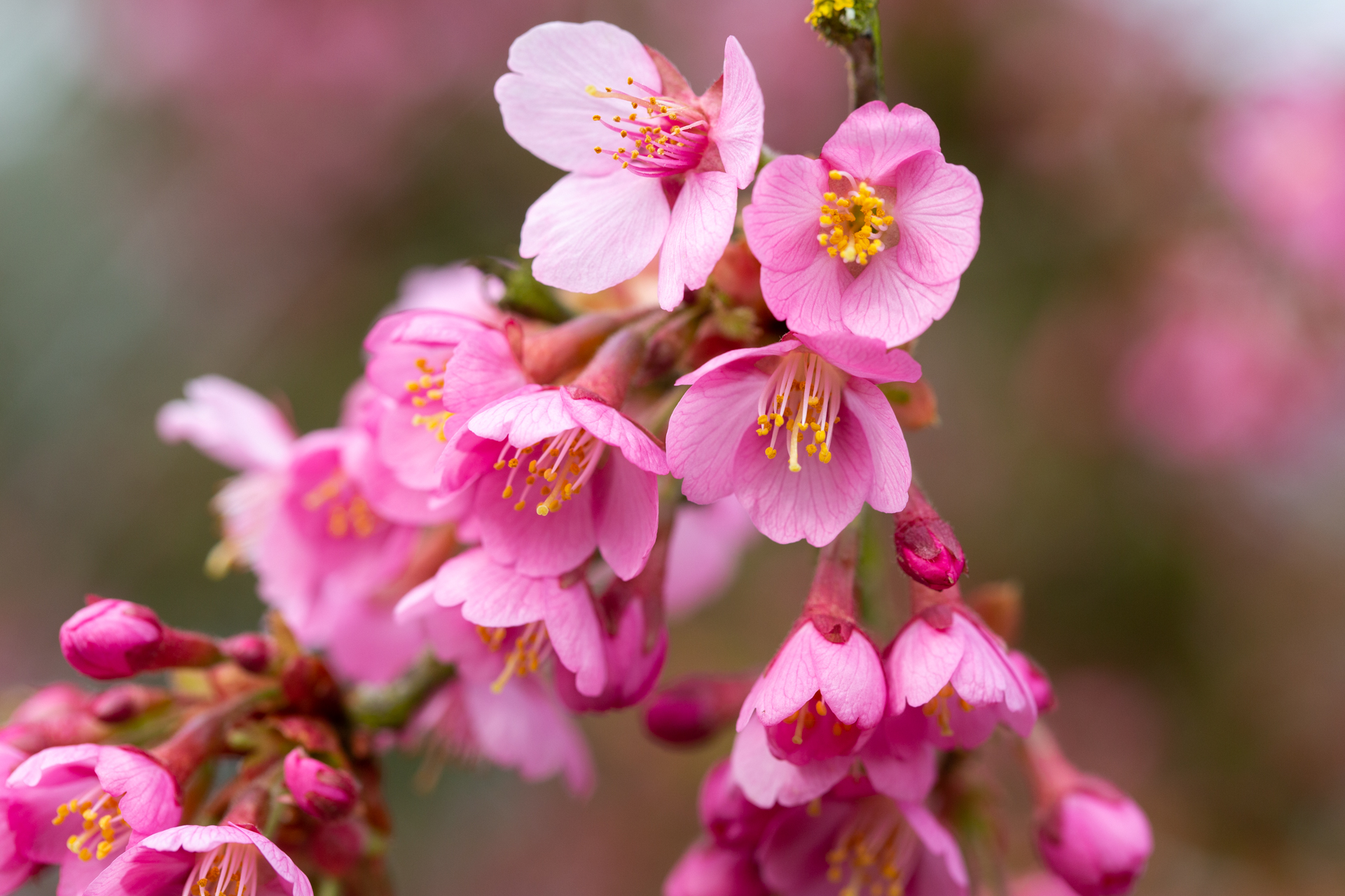 Prunus 'Kursar' | Frank P Matthews