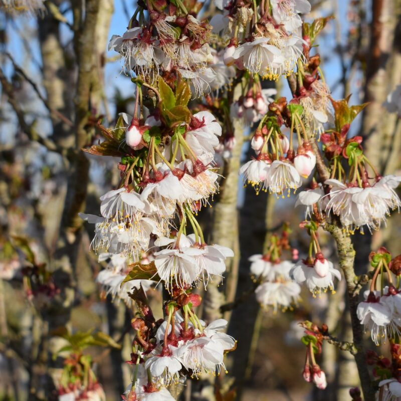 Prunus 'Frilly Frock'™ | Frank P Matthews