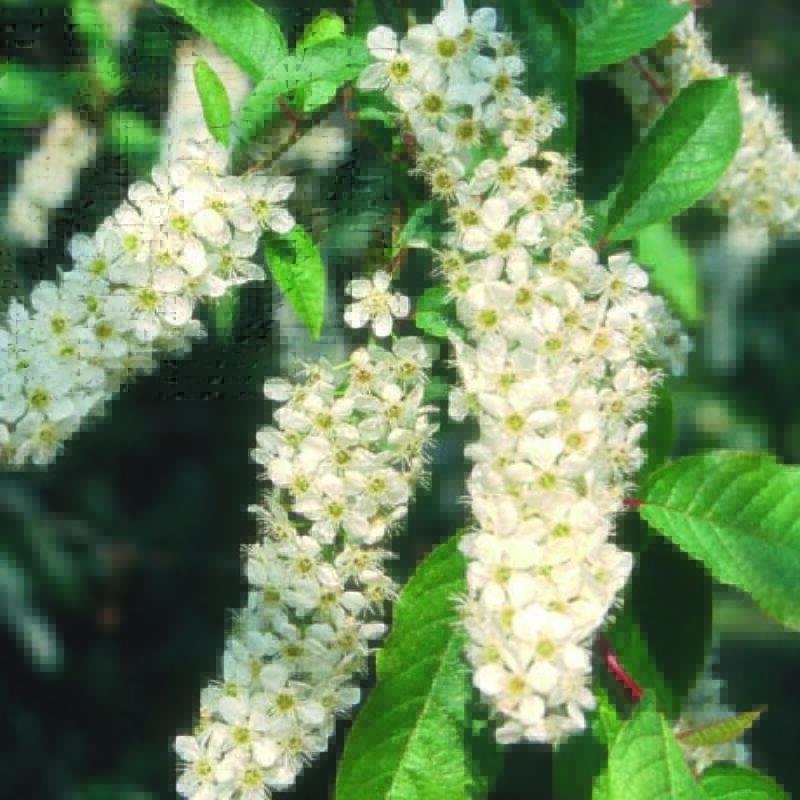 Prunus 'Gyoiko' | Frank P Matthews