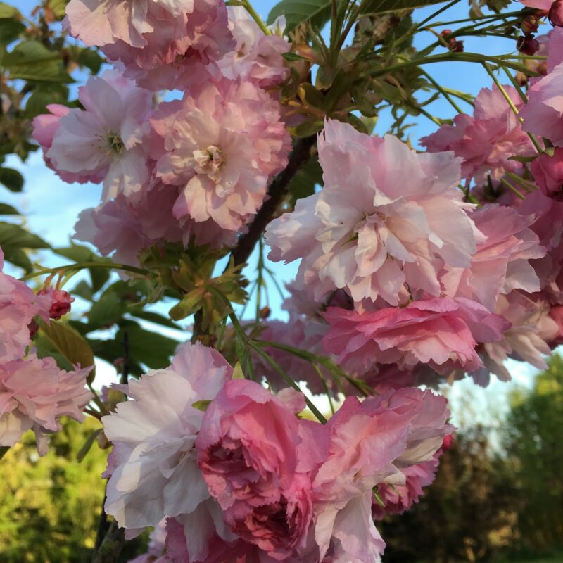 Prunus x persicoides 'Spring Glow' | Frank P Matthews