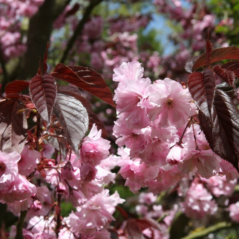 Prunus 'The Bride' | Frank P Matthews