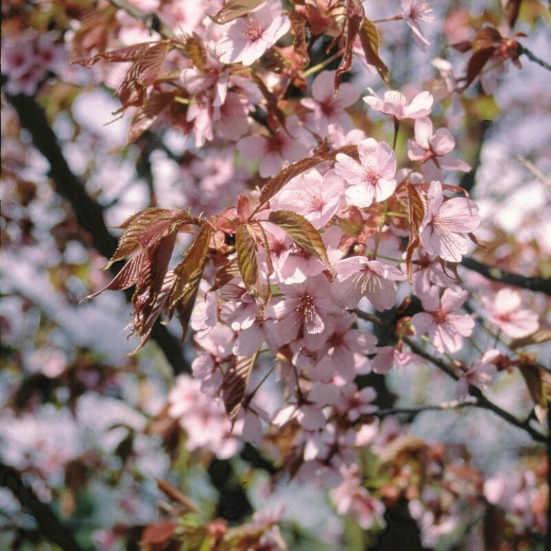 Prunus serrula | Frank P Matthews