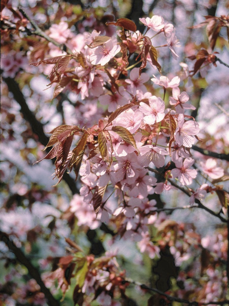 Prunus sargentii | Frank P Matthews