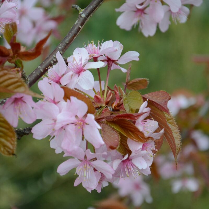 Prunus x persicoides 'Spring Glow' | Frank P Matthews