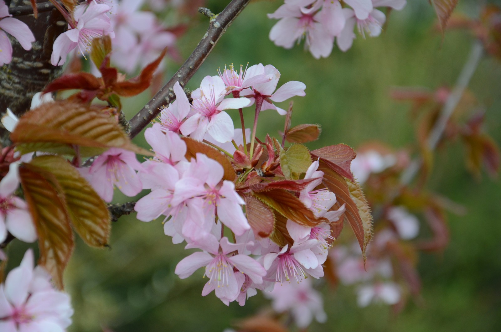 Prunus sargentii 'Columnaris' | Frank P Matthews