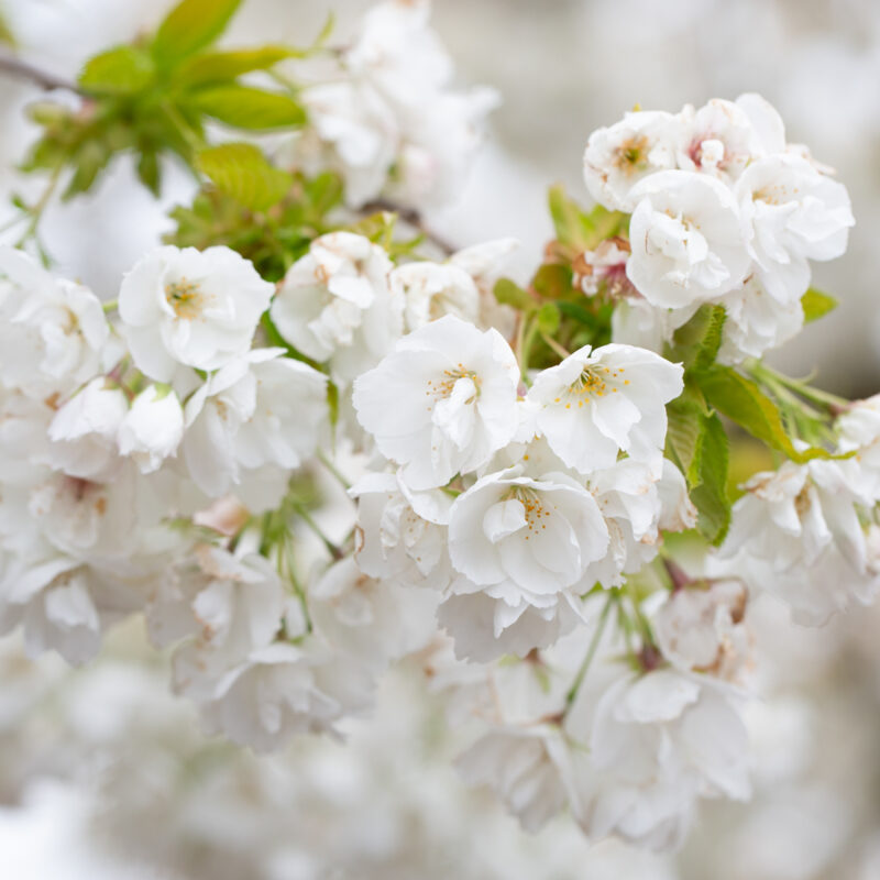 Prunus 'Shirotae' | Frank P Matthews