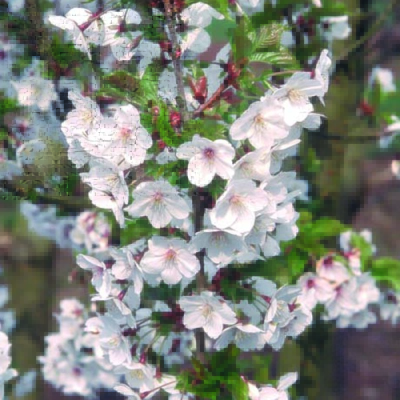 Prunus mume 'Beni-chidori' | Frank P Matthews