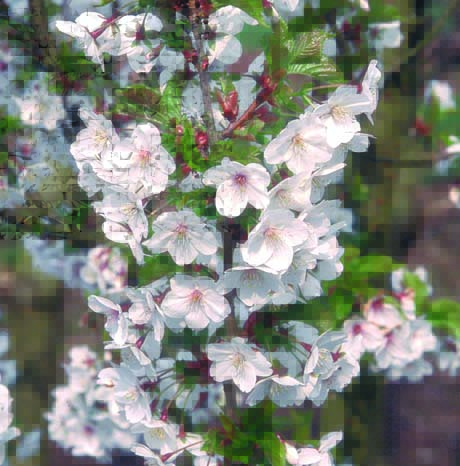 Prunus 'Snow Goose' | Frank P Matthews