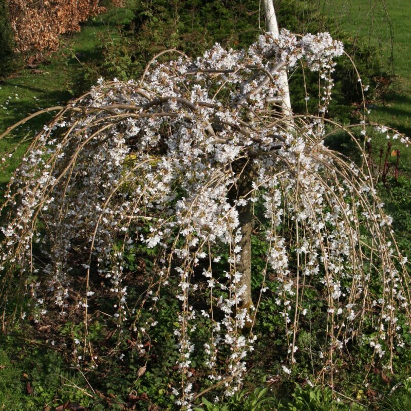 Prunus 'Snow Showers' | Frank P Matthews