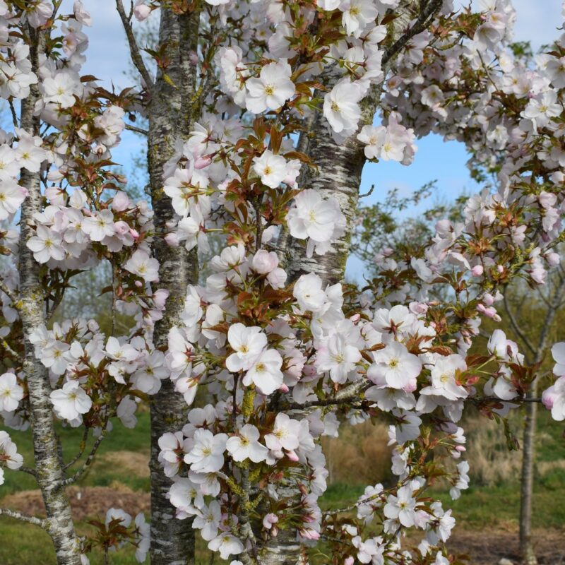 Prunus 'Snow Goose' | Frank P Matthews