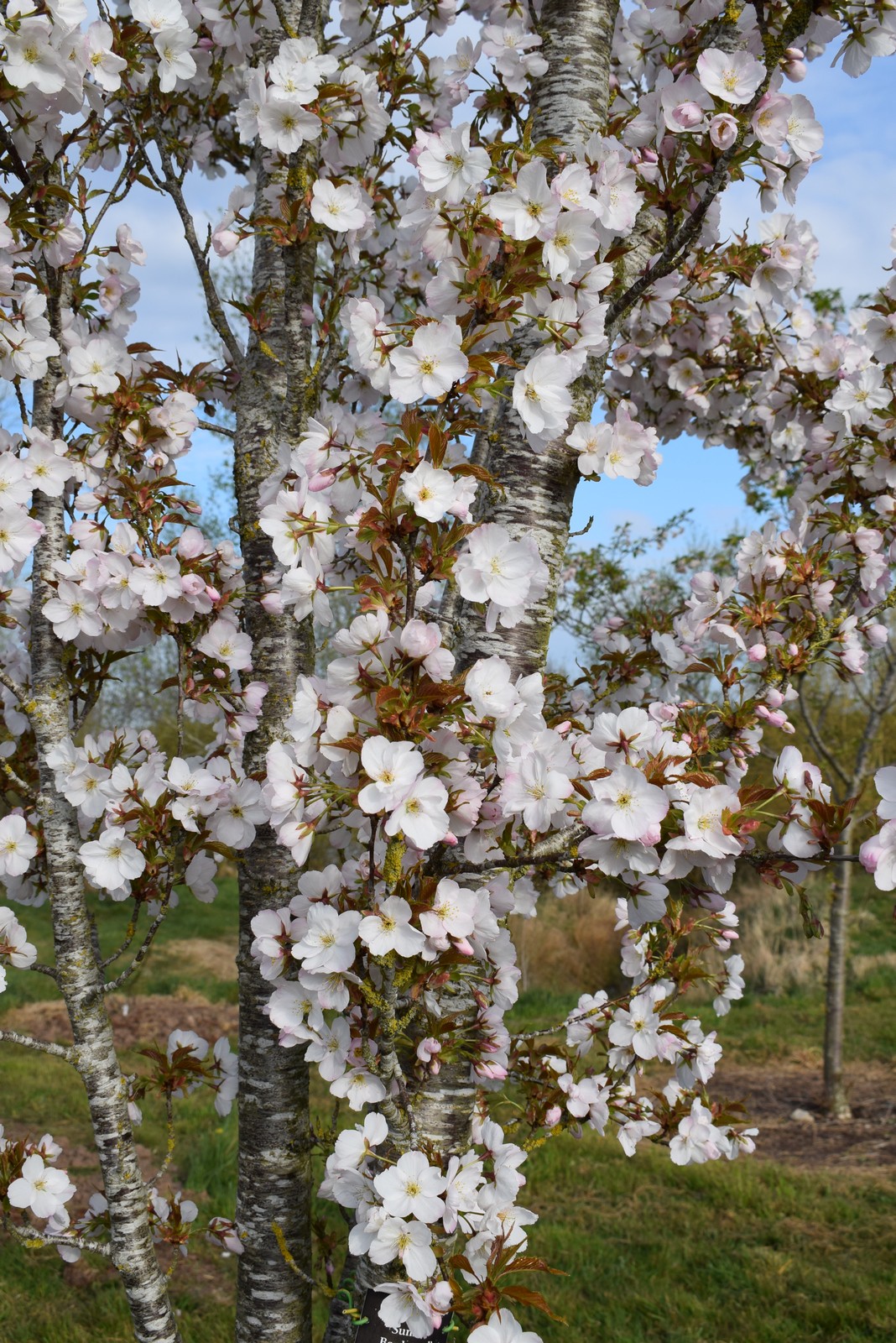 Prunus 'Sunset Boulevard' | Frank P Matthews