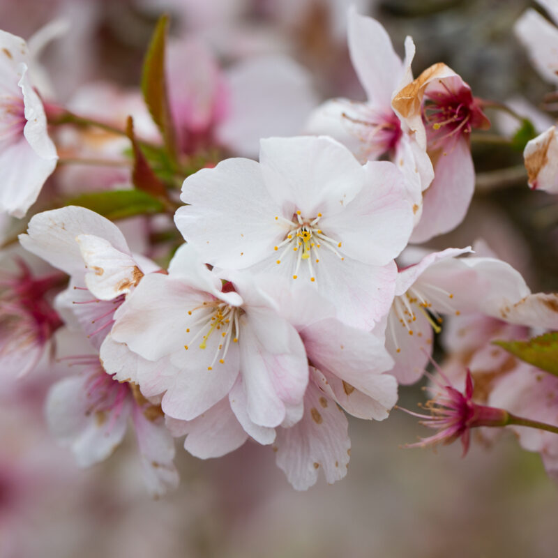 Prunus 'The Bride' | Frank P Matthews